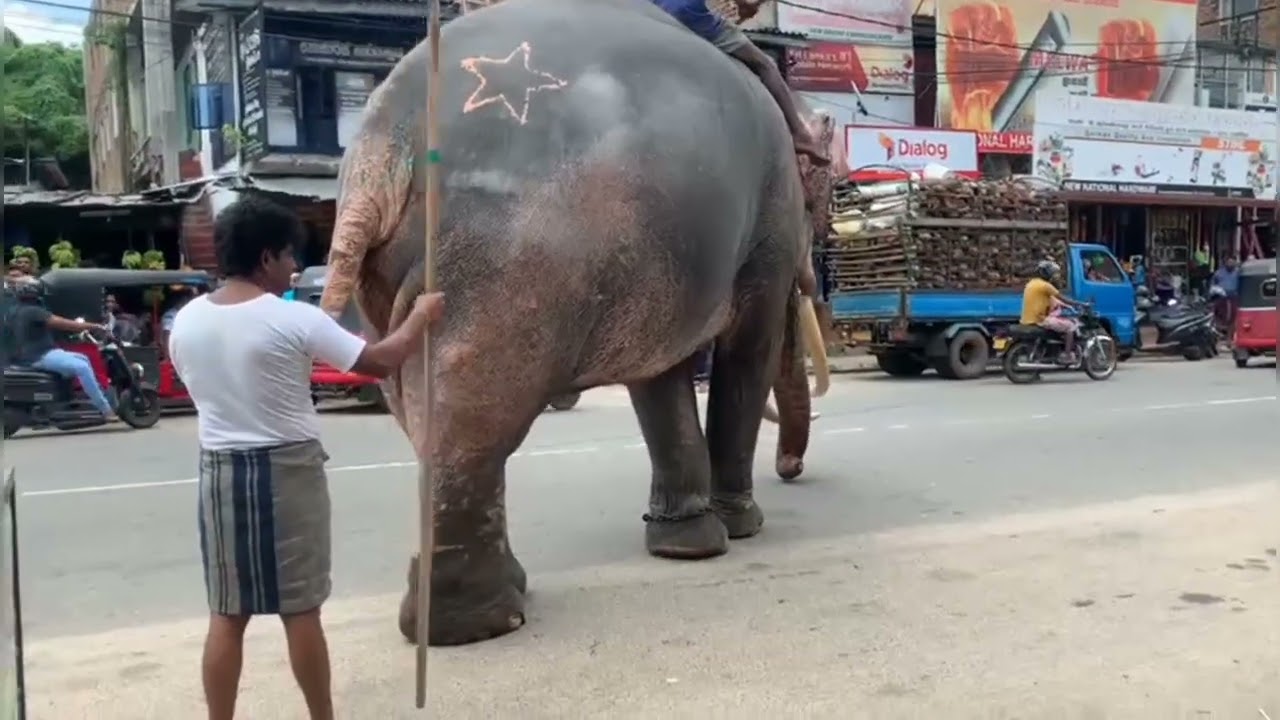 Miyan raja & Buruma raja|සුදු ඇතැයි ,කළු ඇතයි....රිදීගමට ඇවිත් ...