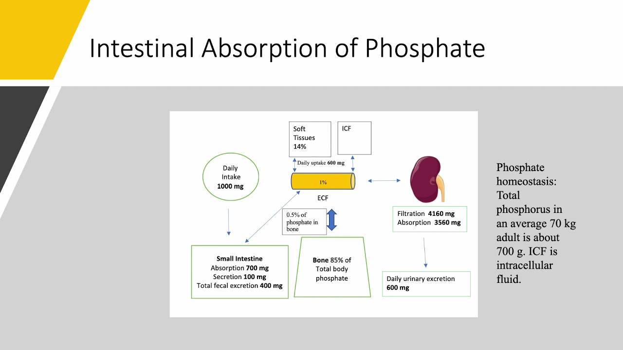 Phosphorus Part 2. Phosphate Homeostasis 1. - YouTube