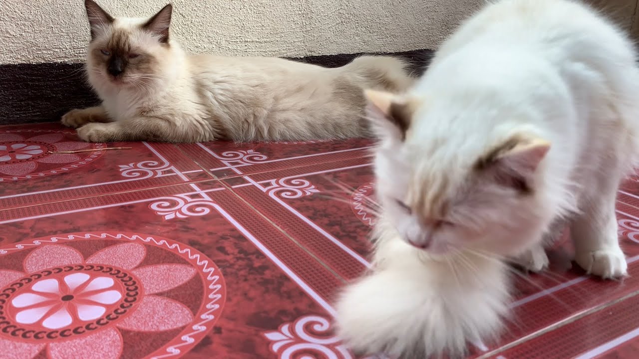 Mochi and Pochi - Beautiful Permese Cats-LS7 - YouTube