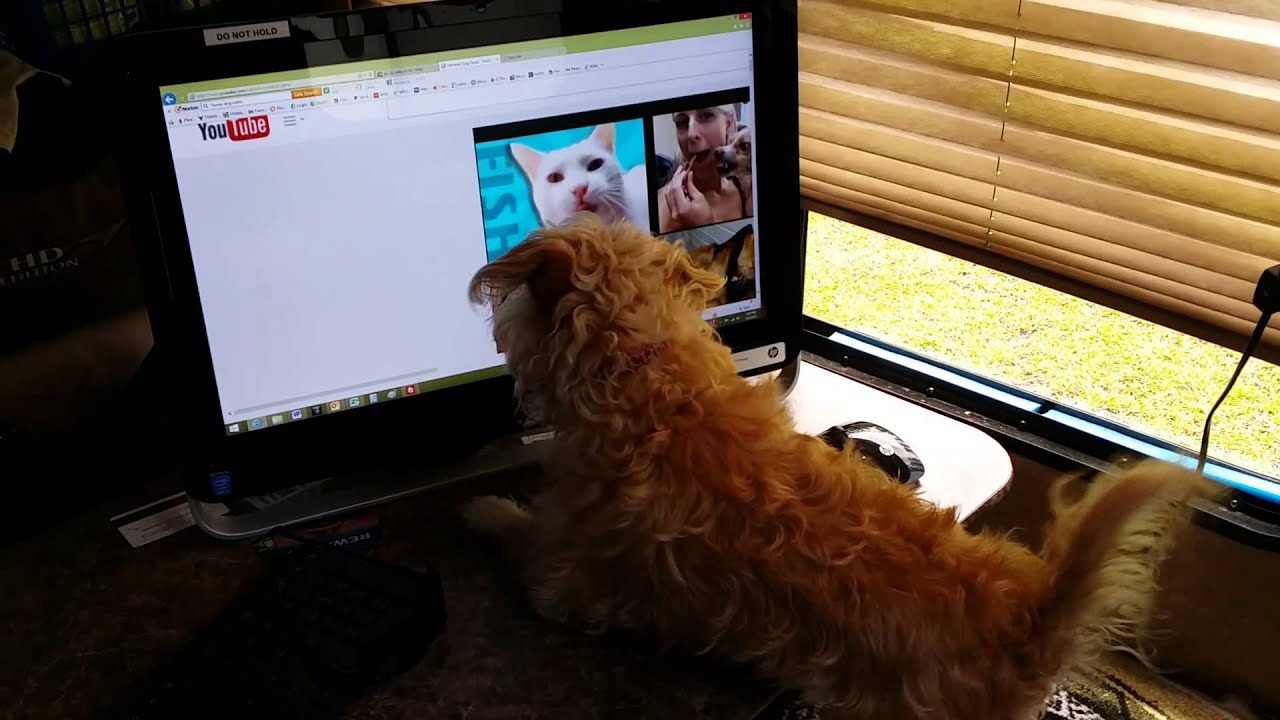 Dog tryin to use computer - YouTube