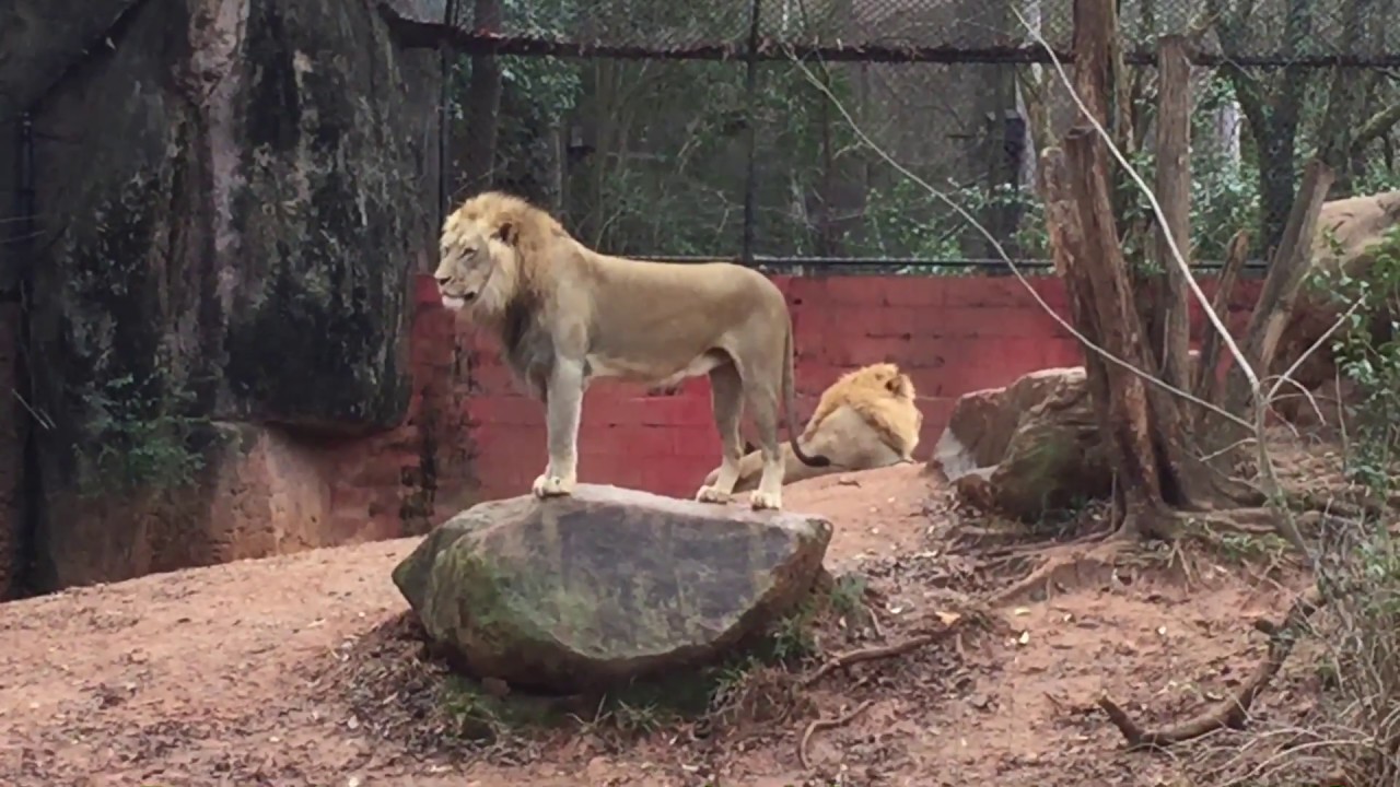 Hatari The Lion King - YouTube