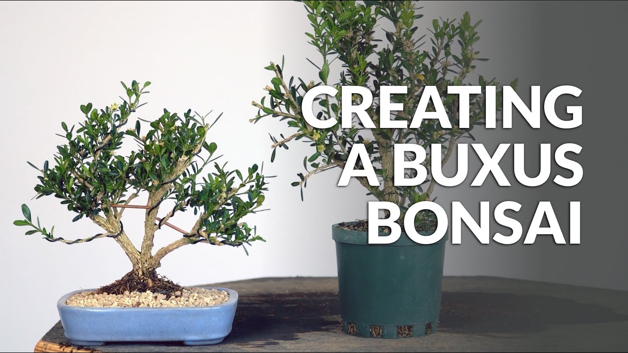 Creating a Boxwood Bonsai (Buxus) from Nursery Stock - YouTube