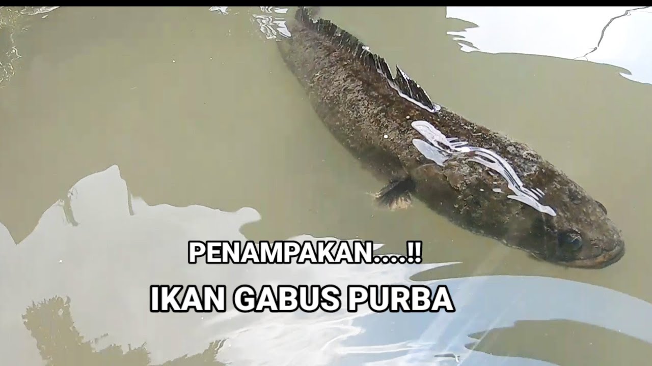 Heboh..!! penampakan ikan gabus purba mancing ikan gabus snakehead ...