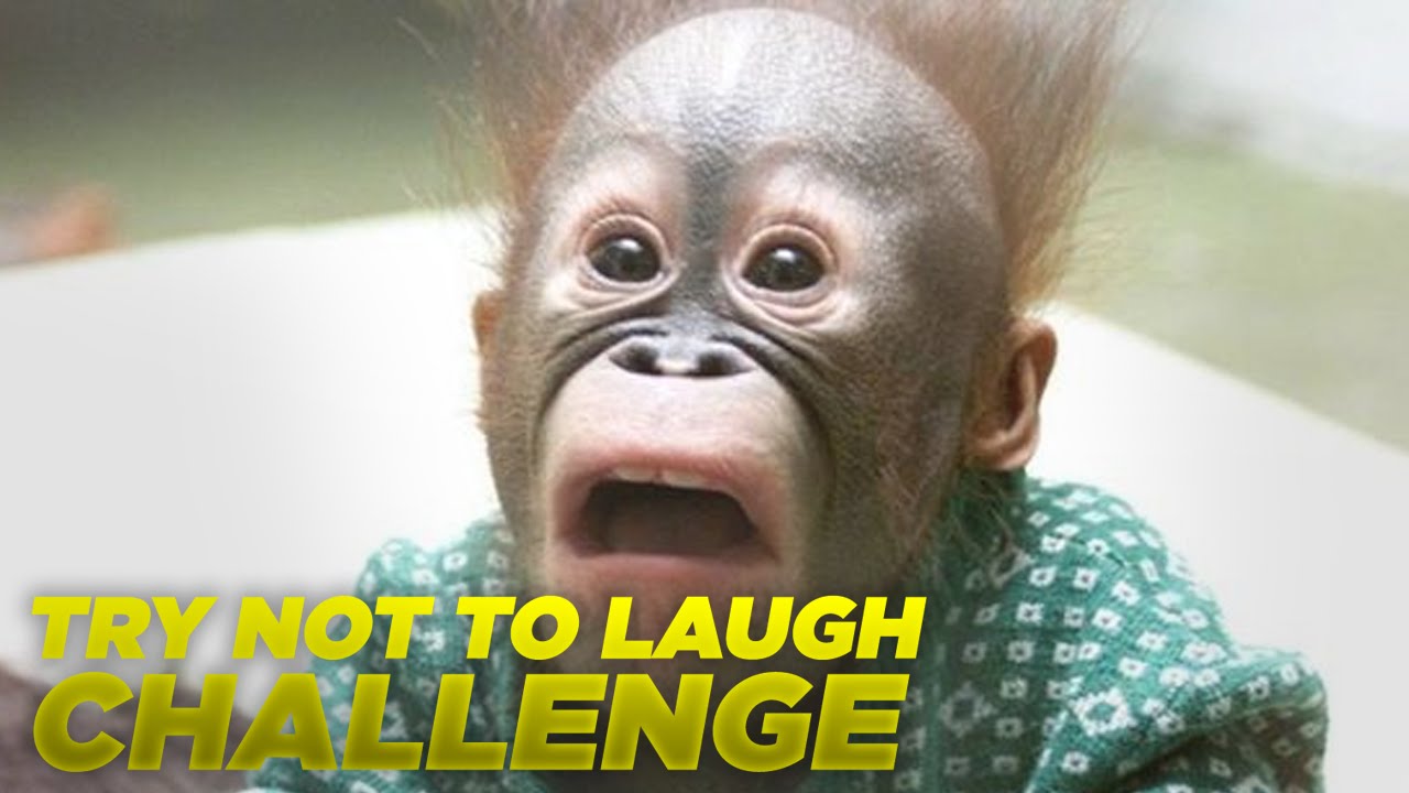 IMPOSSIBLE TRY NOT TO LAUGH CHALLENGE 2016!! (FUNNIEST VIDEOS EVER ...