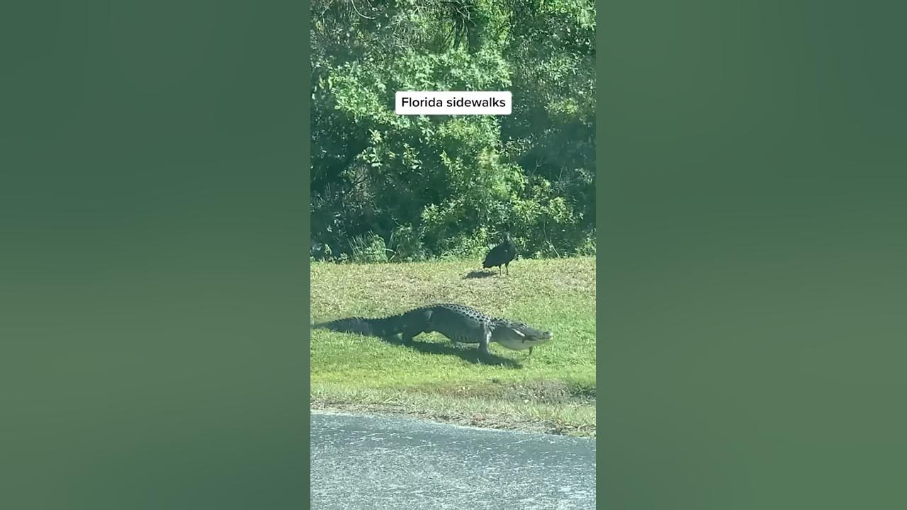 Large Alligator Next to FL Sidewalk with Food in Mouth - YouTube