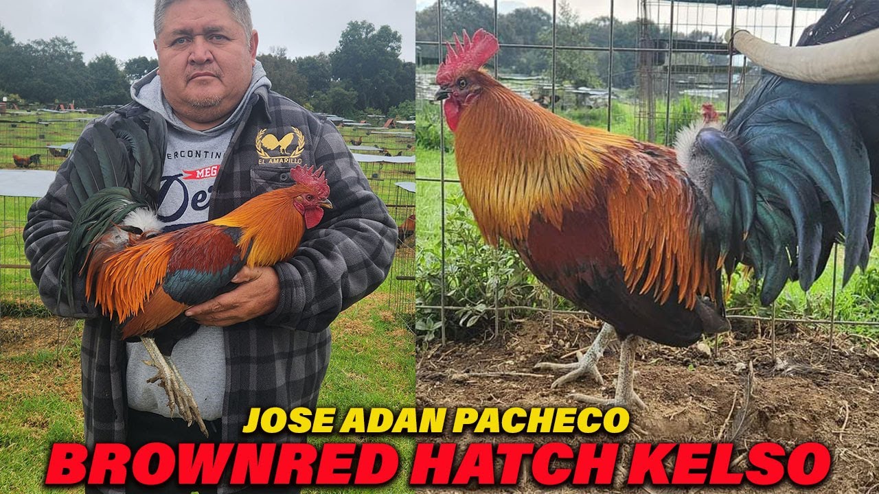 Brownred Hatch Kelso Lacy Roundhead Rancho El Amarillo - Jose Adan ...