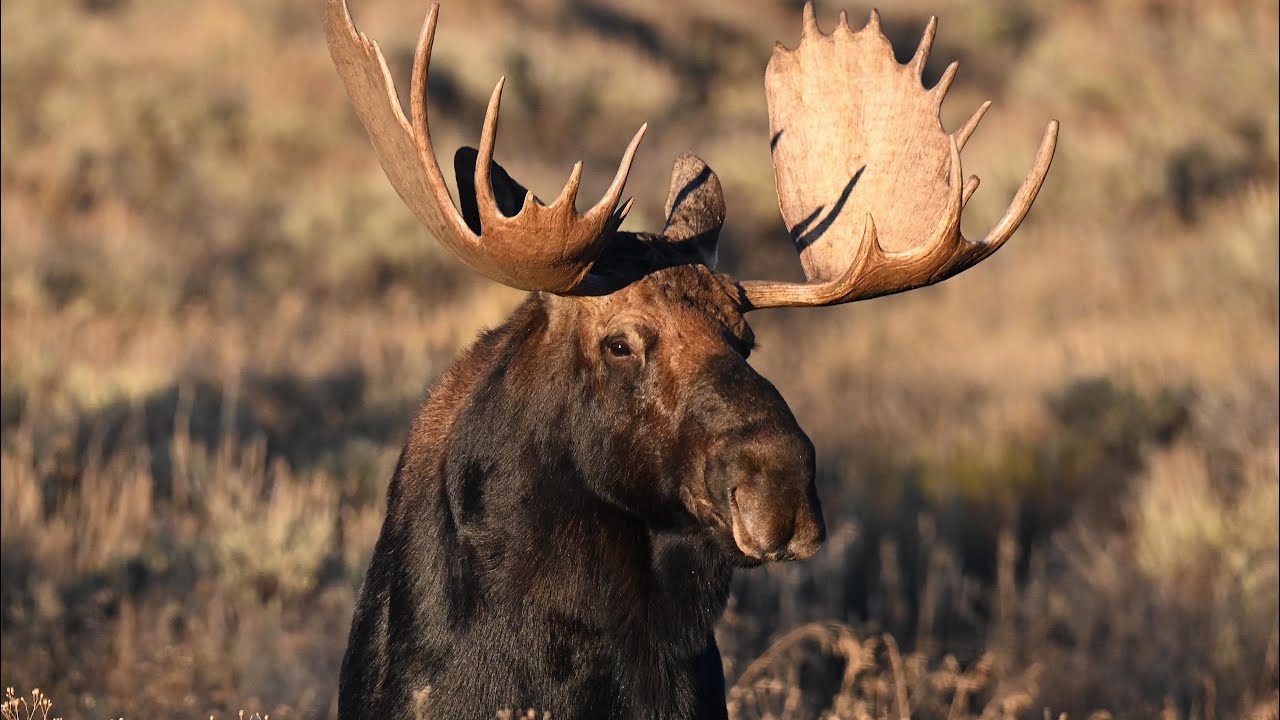 El gran macho de Alce en celo - YouTube