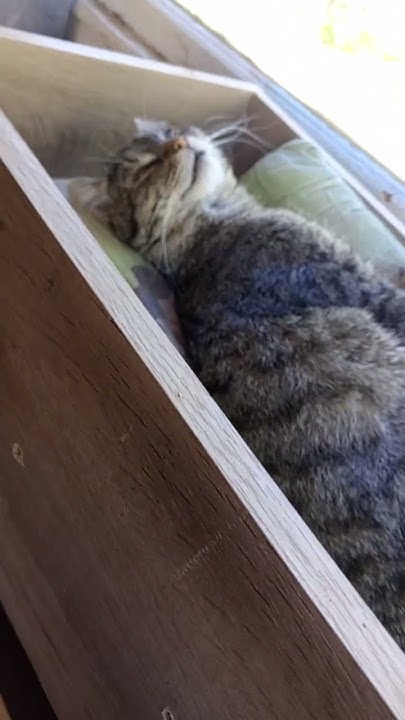 Кузя смотрит на потолок🫤 #cat #прикол #животные #funny #котики #кот # ...