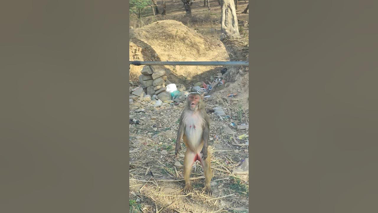 PRANK WITH MONKEYS GONE WRONG 🥲 #pranks #prankvideo - YouTube