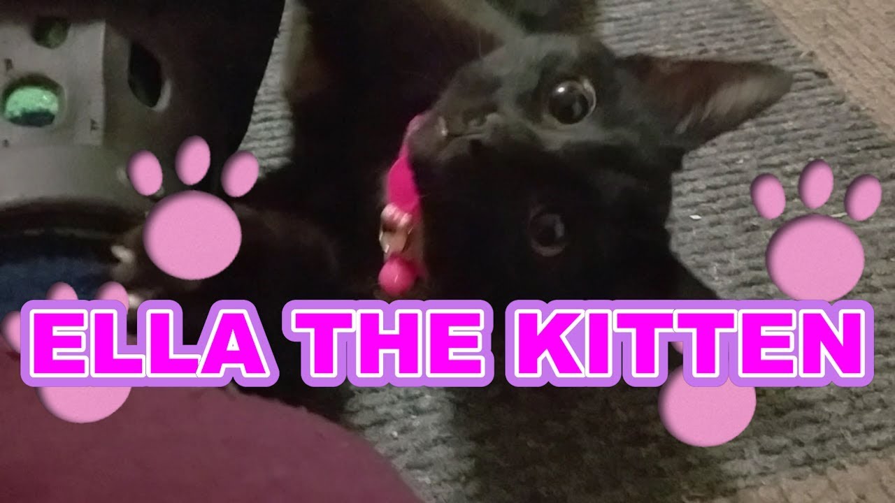 Ella the kitten!!🐈🐱 - YouTube
