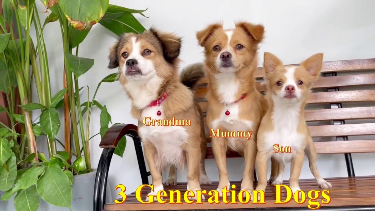 Cute puppy video compilation #3 Generation Dogs playing together # dogs ...