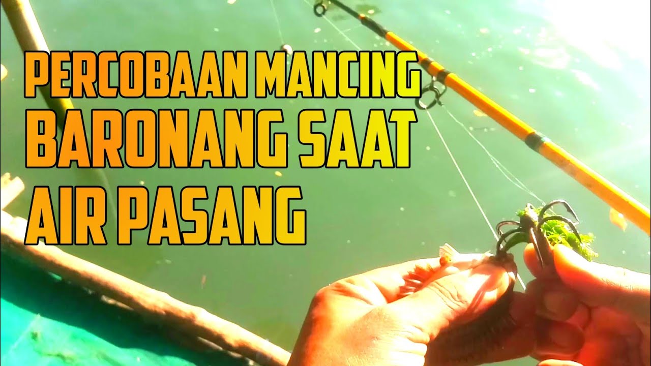 upload ajalah,, mancing baronang pas air pasang, pokoknya gas terus ...