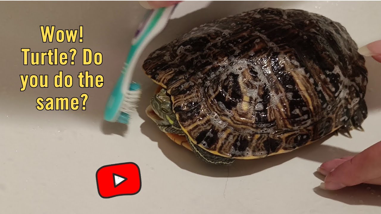 Animals in the house Washing the turtle Shustrik - YouTube