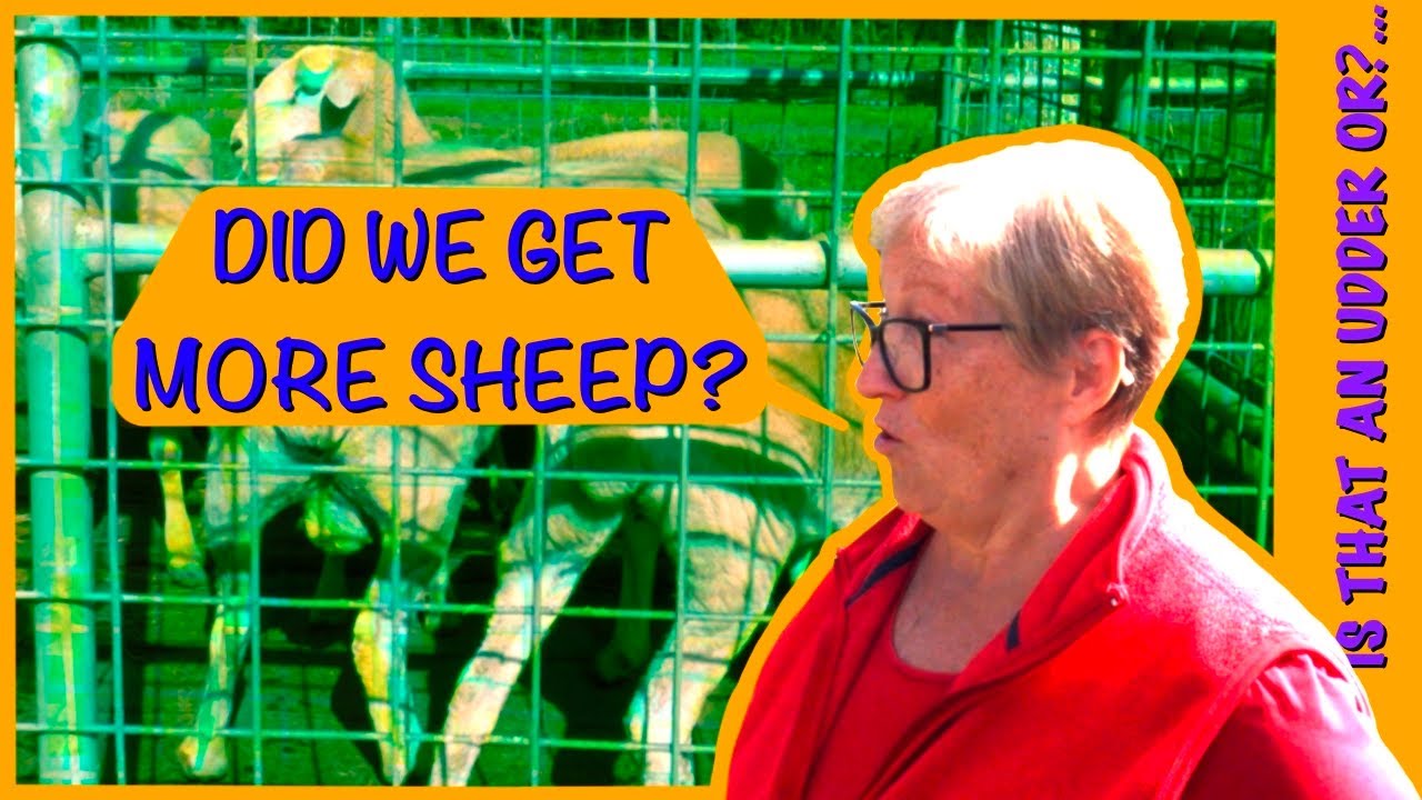 How to stop sheep escaping - prepare a holding paddock - identify ewes ...