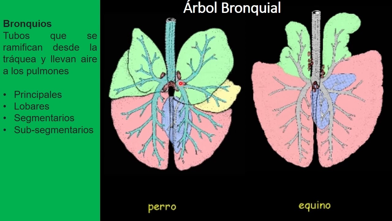 Aparato Respiratorio de Equino y Canino Parte 3: Tráquea y Bronquios ...