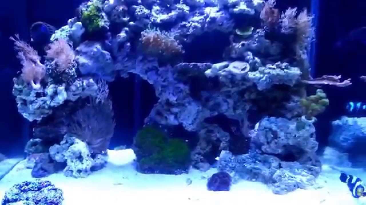 60 gallon cube reef (update 3) day 50 - YouTube