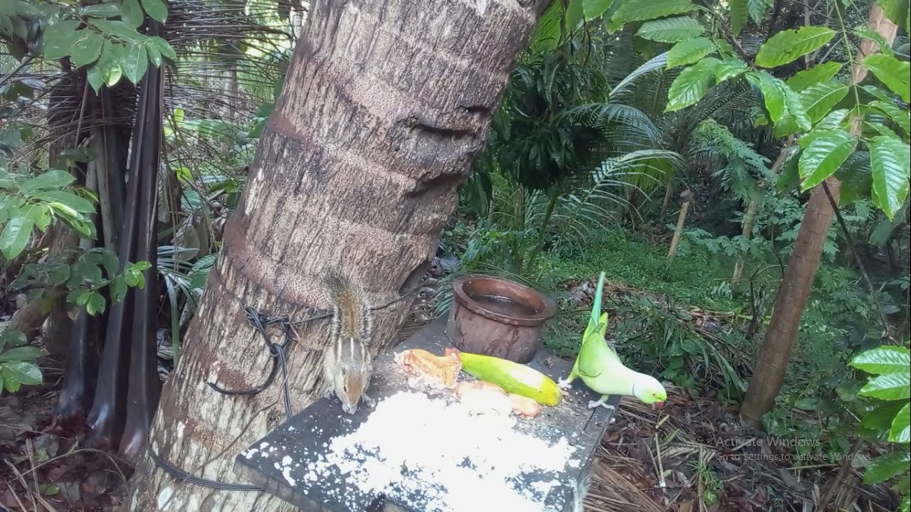 This parrot angle is interesting 😍 - YouTube