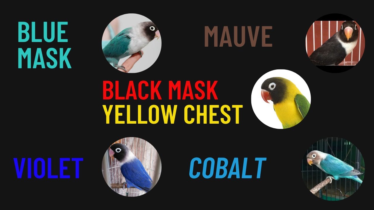 Cobalt Blue Masked Lovebird