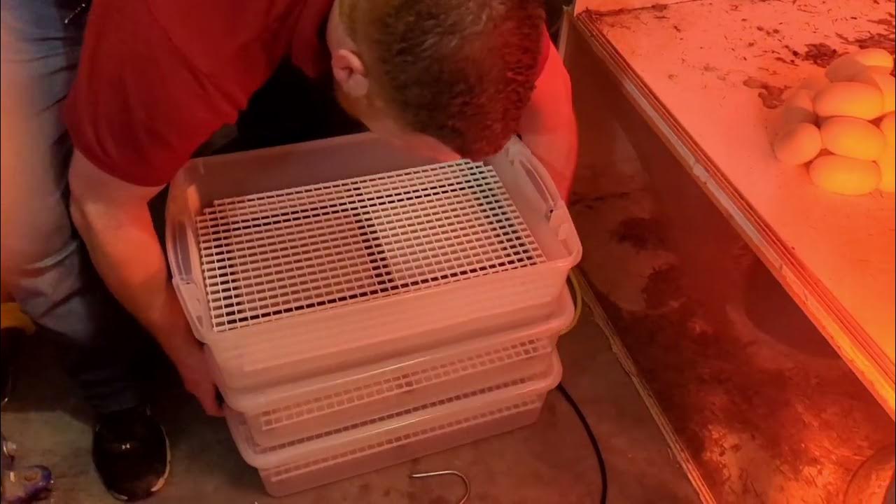 Pulling Burmese Python eggs from first time mom - YouTube