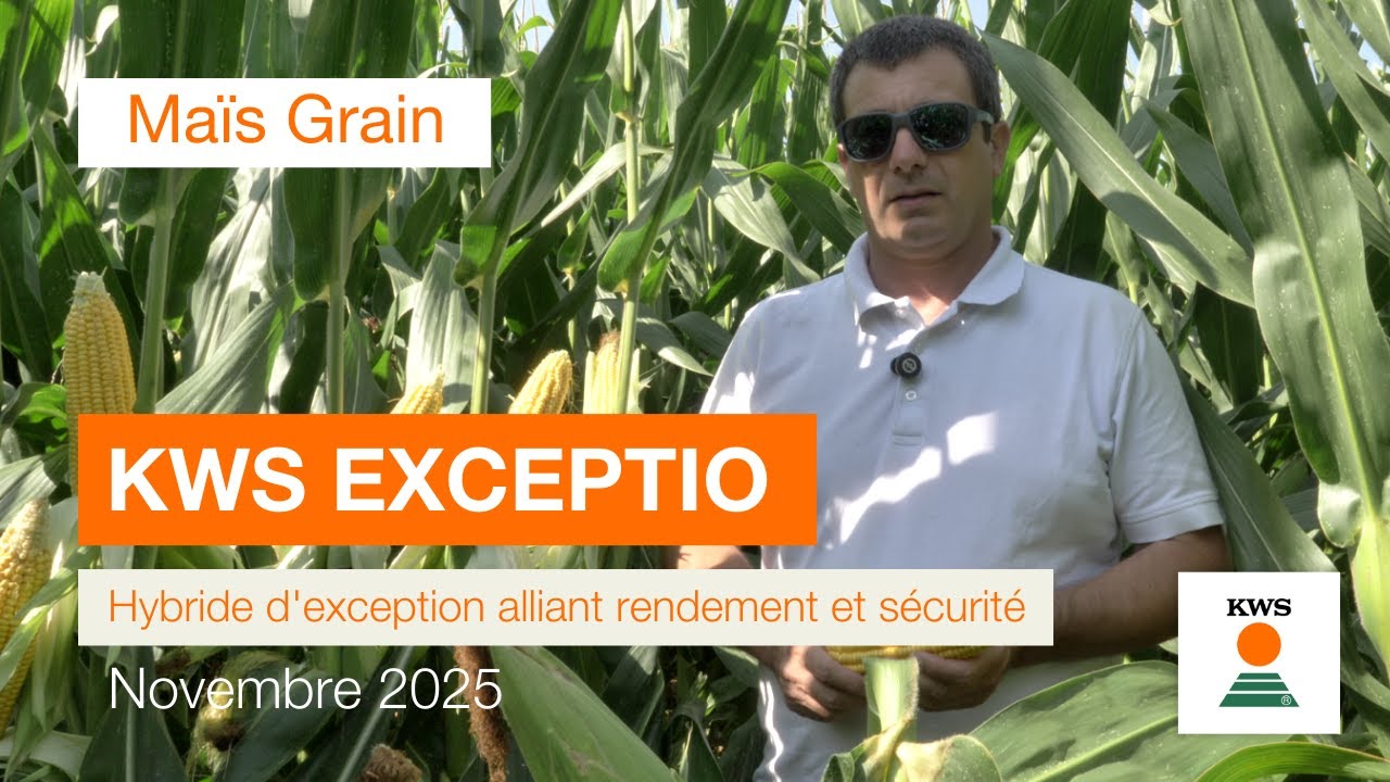KWS EXCEPTIO | Maïs demi-précoce #Plus4GRAIN – Hybride d'exception ...