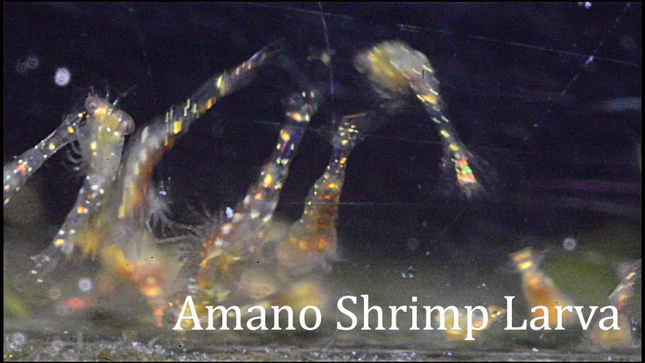 Amano Shrimp Larvae - Side View - YouTube