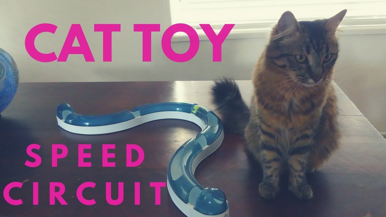 CatIT Cat Senses Speed Circuit Review & Footage With Two Cats - YouTube
