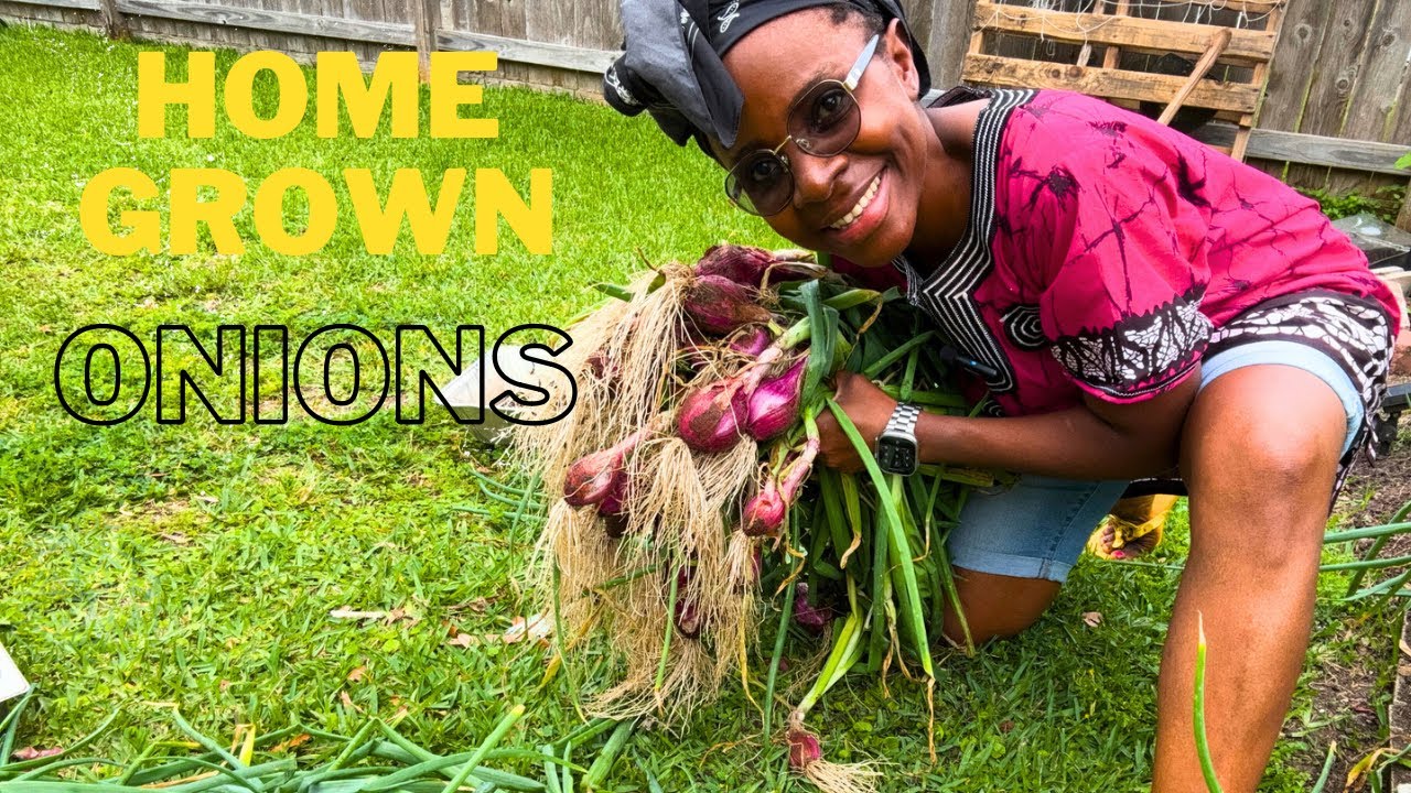 Growing Short Day Onions from Transplants at Home (My Zone 9 Experience ...