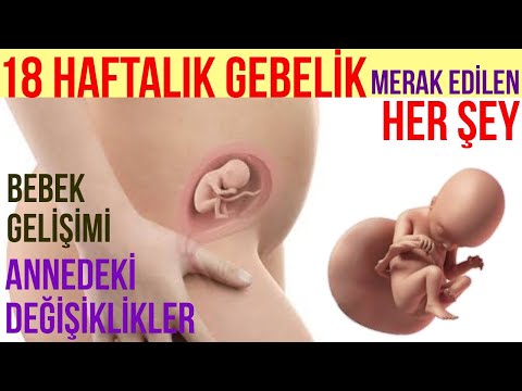 18 Haftalık Gebelik (2025)