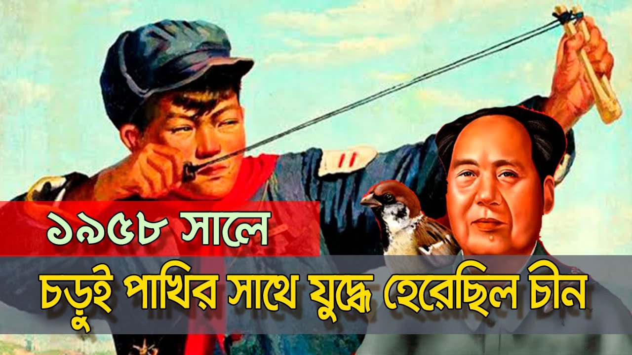 Sparrow and China in 1958 | Strange Event in the history of China ...