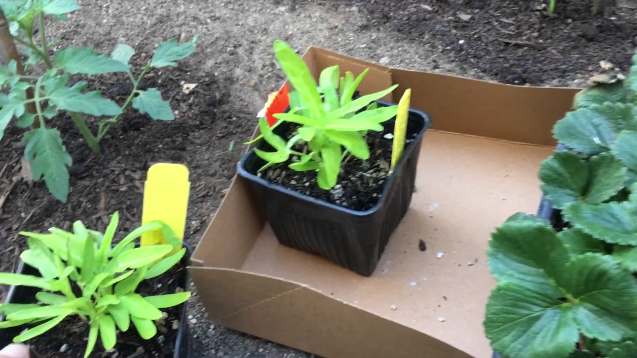 Ong Choy aka Water Spinach--Bought From Our Local Nursery - YouTube
