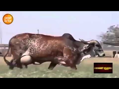 inek sütü nasıl toplar