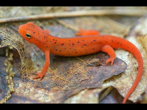 The Eastern Newt Mini Documentary