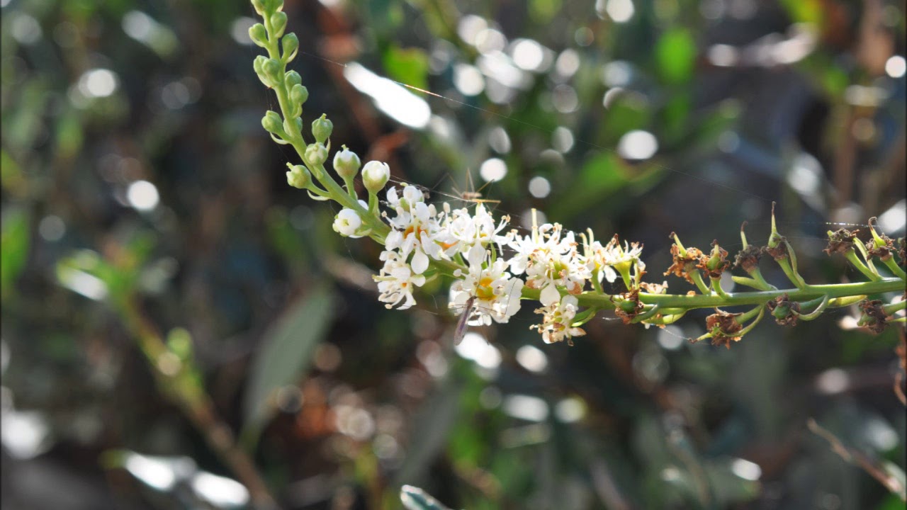 Plant pictures Insects Feeding on Otto Lukens Laurels - YouTube