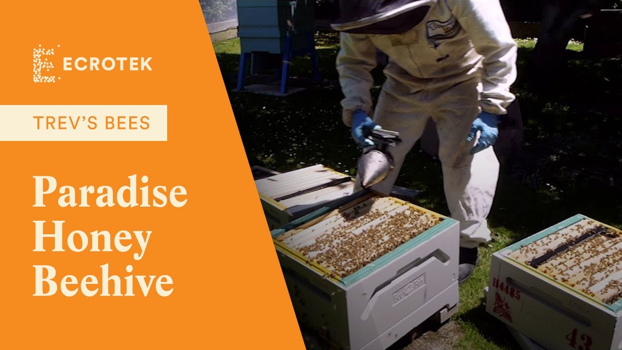 Trevs Bees - Paradise Honey Beehive. Putting on the first honey box ...