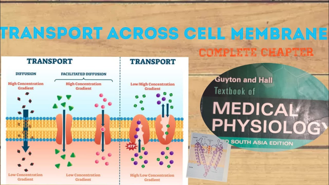 Transport across cell membrane/primary & secondary active transport ...