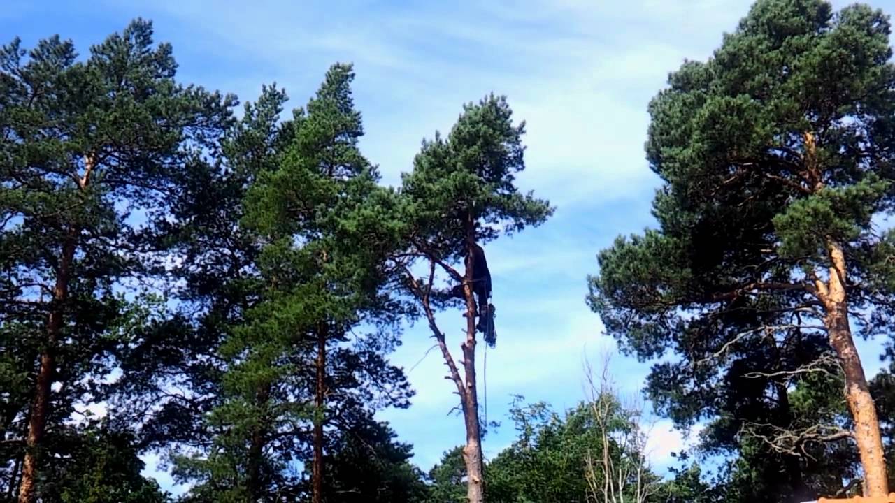 Cutting down a tree like a monkey - YouTube