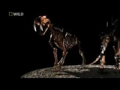 Natgeo Documentary Prehistoric Predators Episode 2 SABERTOOTH.. - YouTube