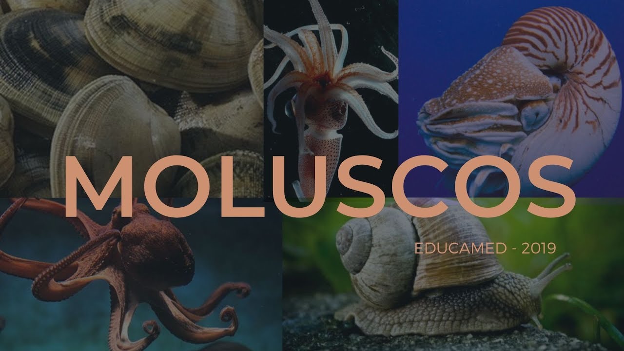 #37 - Moluscos (Parte 1) - YouTube