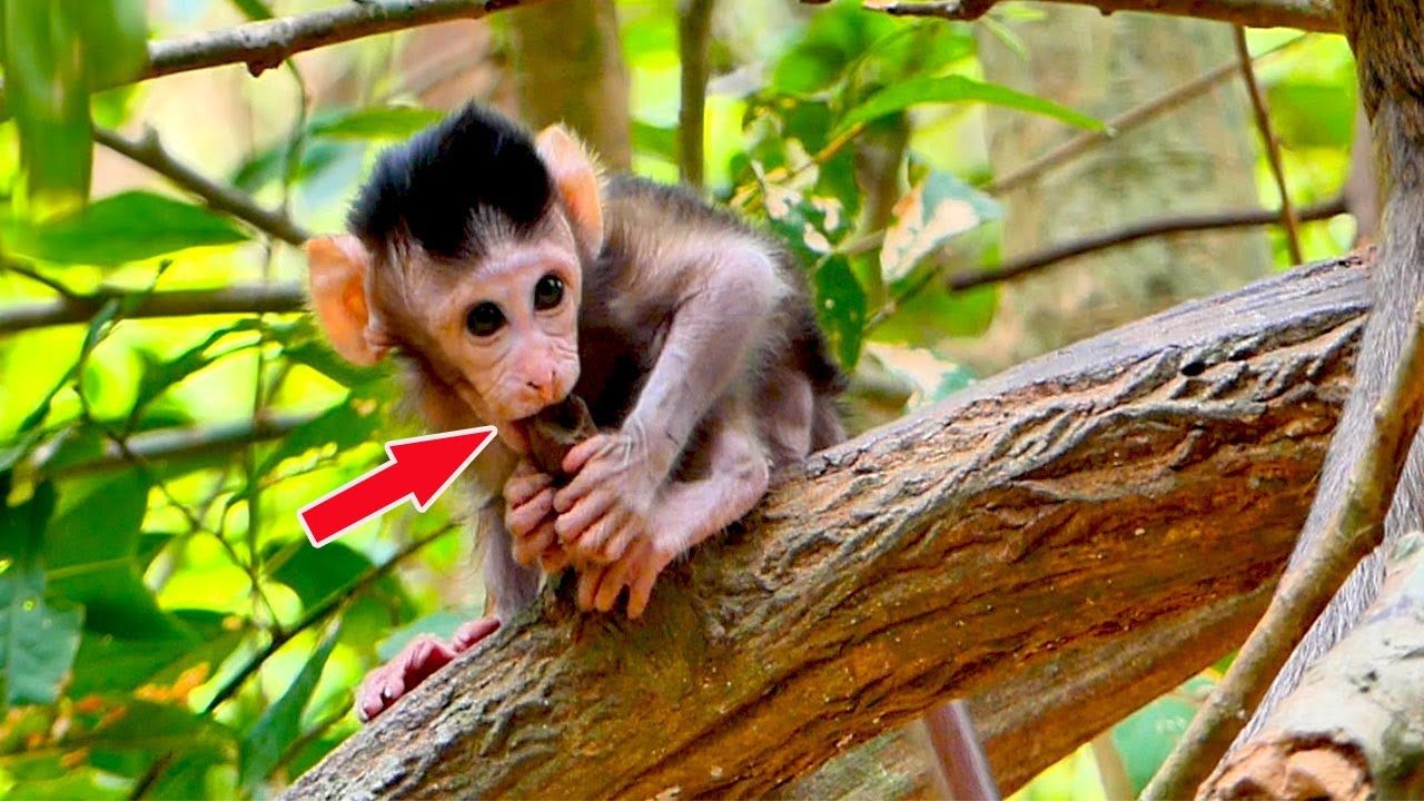 Almost 1 hour story of Mummy monkey take care baby on the tree without ...