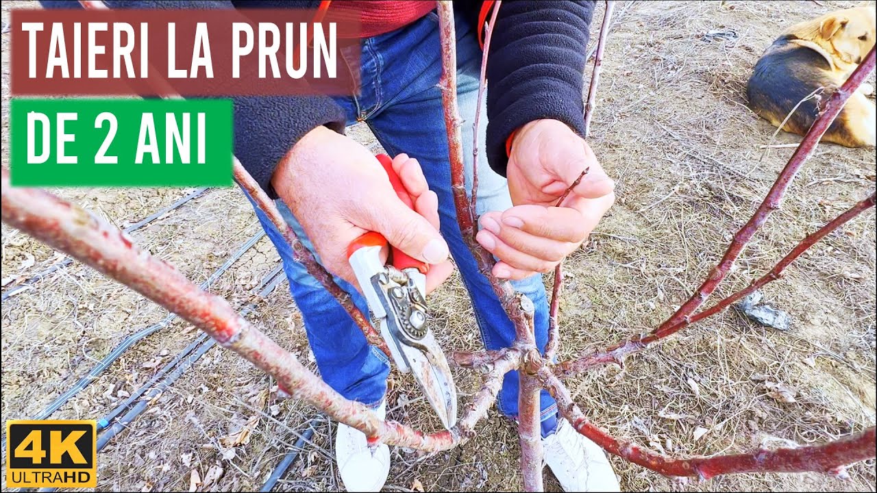 Taieri la pruni dupa 2 ani de vegetatie completa - YouTube