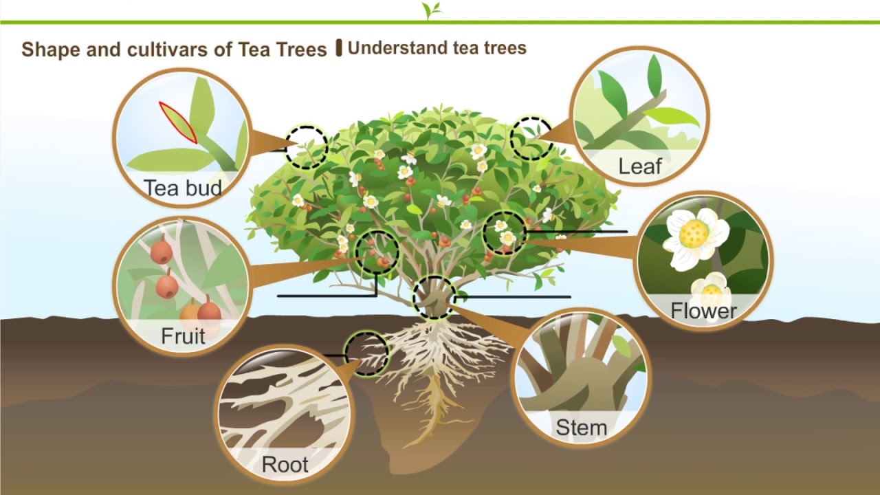 2-2Understand tea trees - YouTube