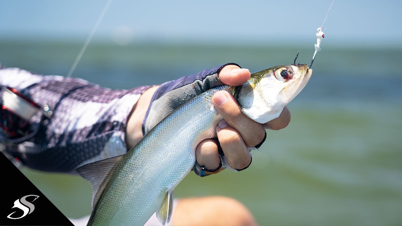 Ladyfish