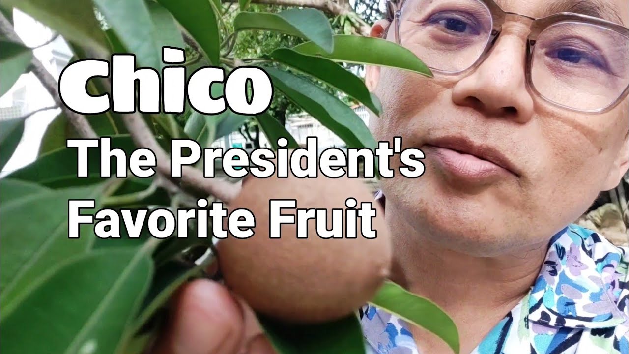 💚☺️Yummy CHICO. The President's favorite fruit. 🐝#fruit #gardening # ...