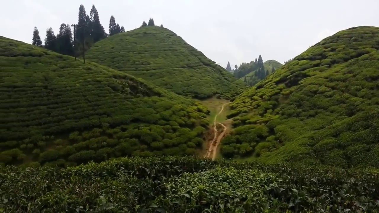 Darjeeling Tea Garden video with undulating tea hills of Darjeeling ...