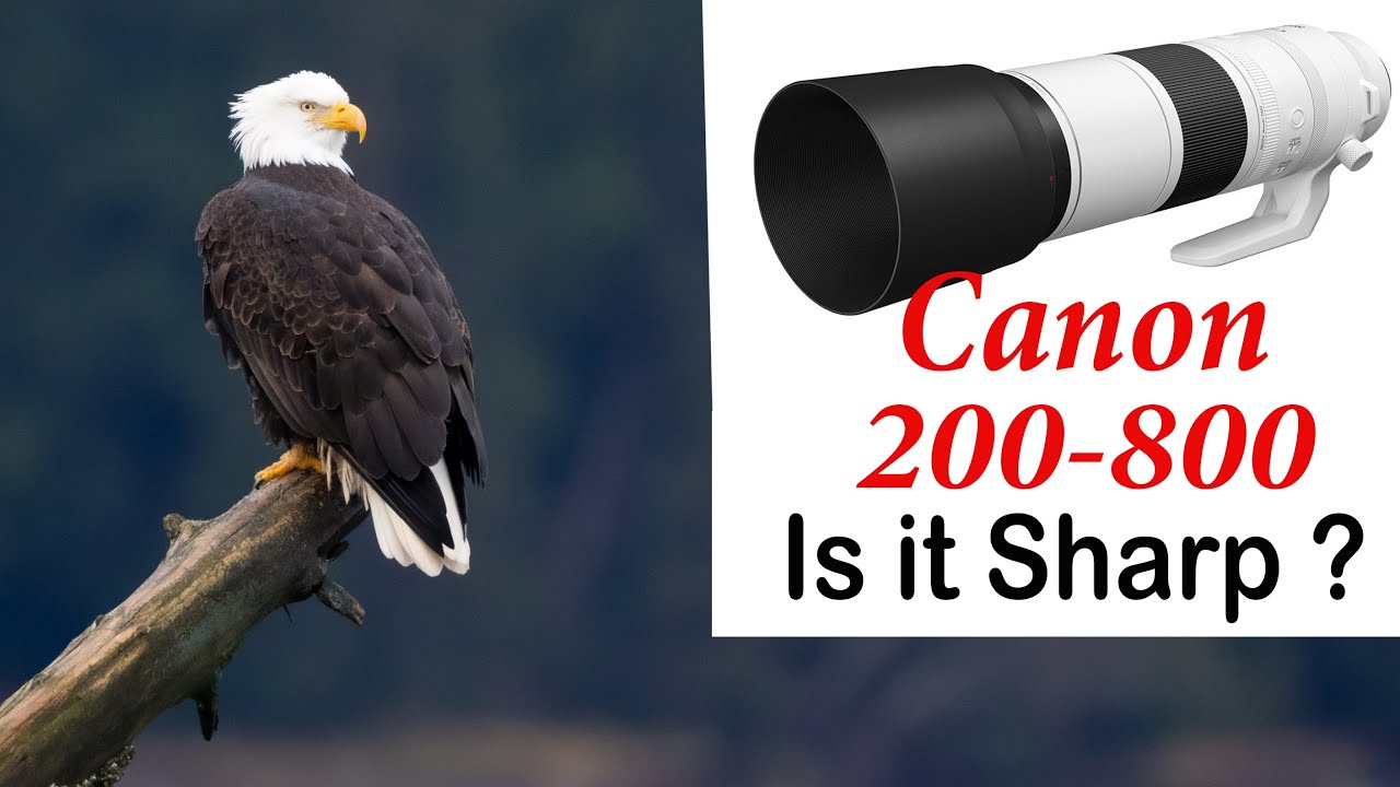 Canon 200-800mm How Sharp is it ? Will it shoot it in Low Light ? - YouTube