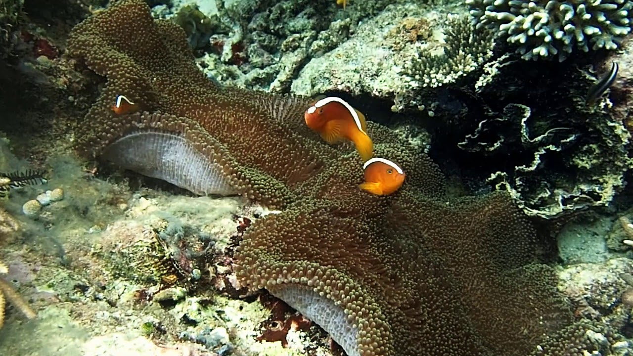 Mandarin Homestay - Poisson clown - Gam, Raja Ampat, Indonésie - YouTube