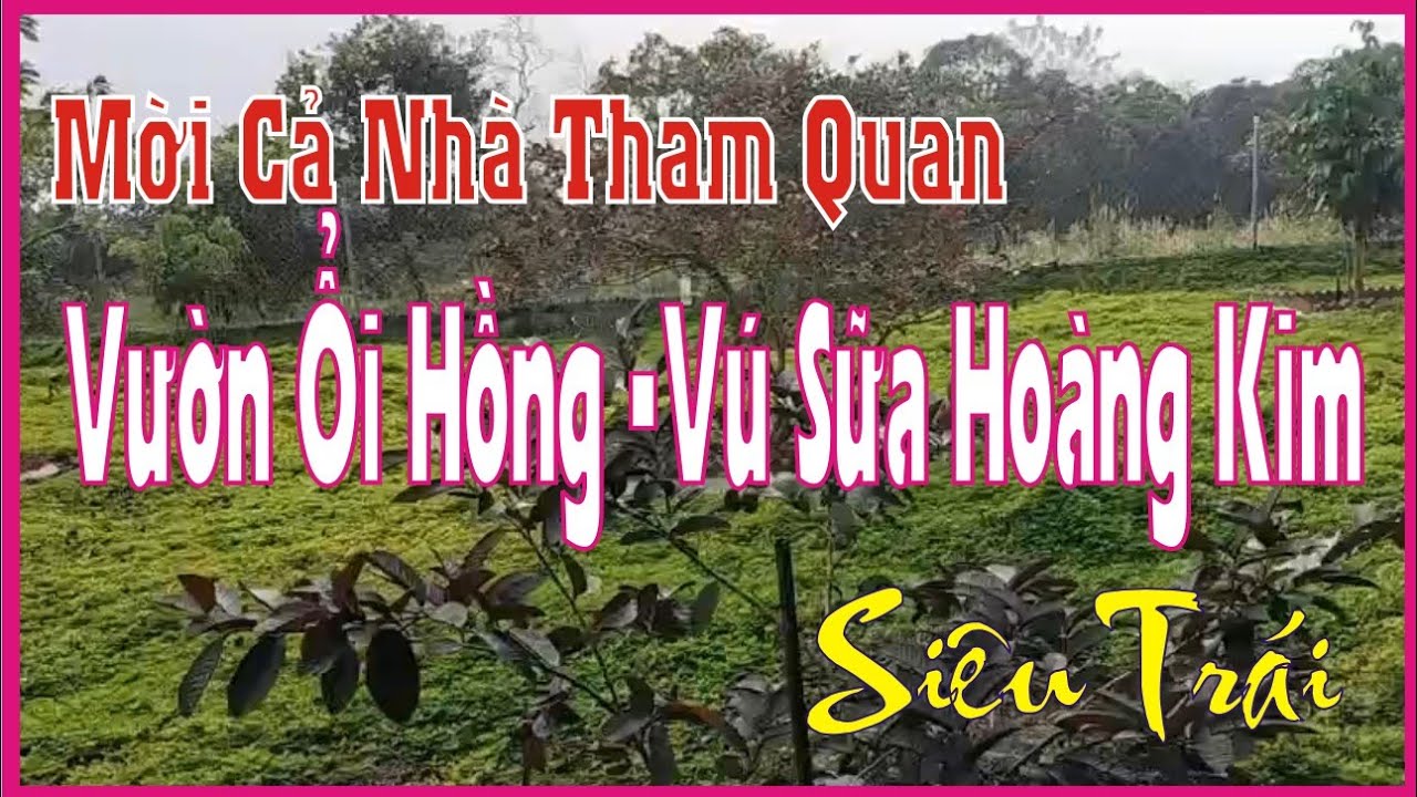MỜI CẢ NHÀ CÙNG XEM CẢNH VƯỜN NHÀ EM || BEE PHAM VLOG || - YouTube