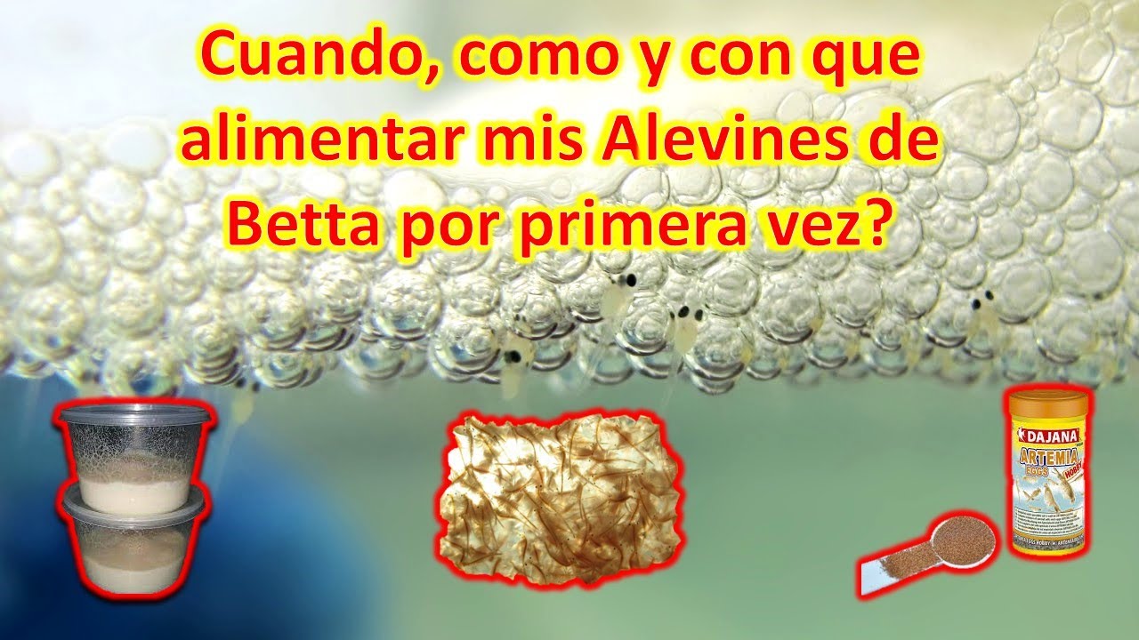 Cómo alimentar alevines de bettas recién nacidos - Cuando y como darle ...
