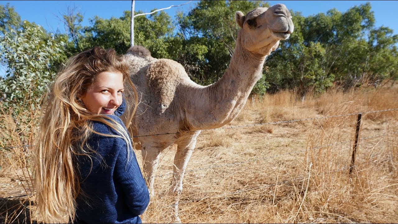 Chilling with Camels for the First time [ Australia 2017 ] - YouTube