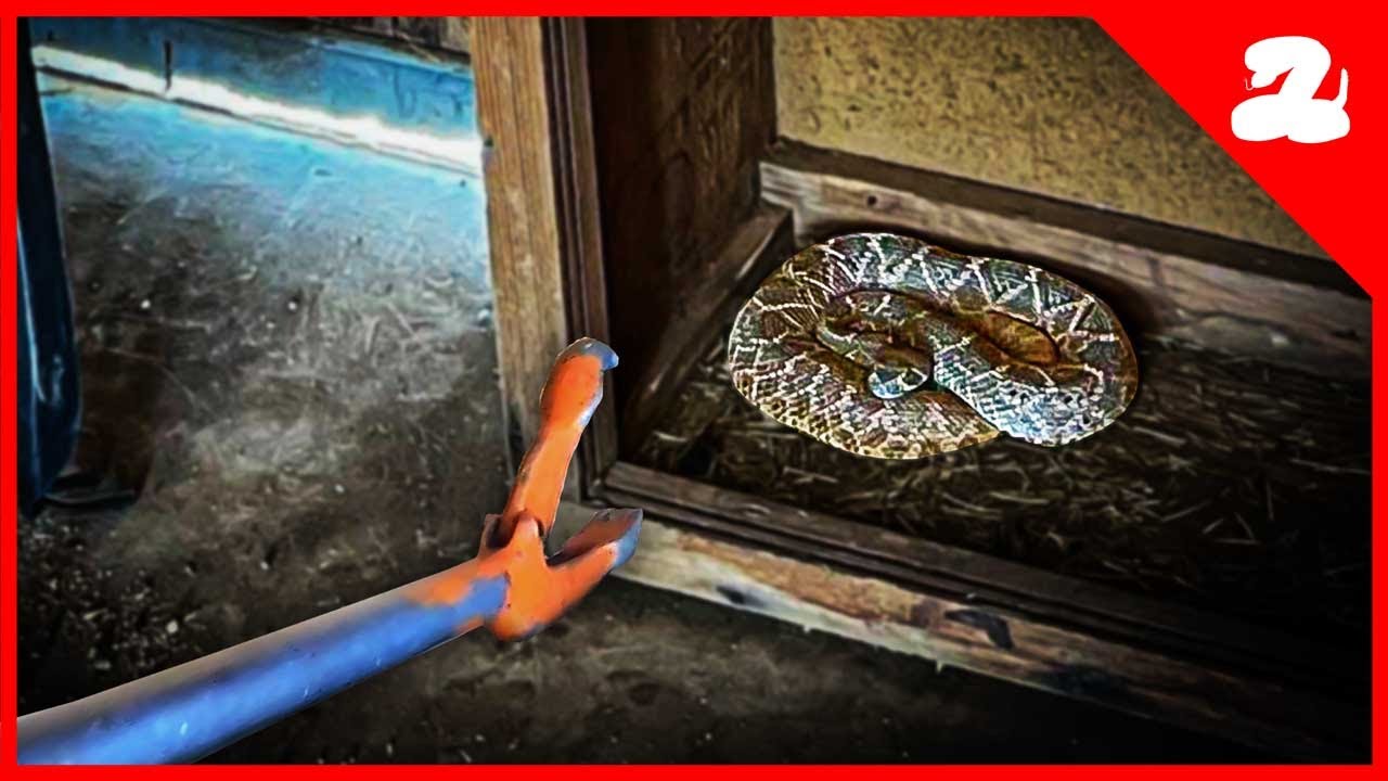 Rattlesnake Found Sleeping in the Barn by the Horses - YouTube